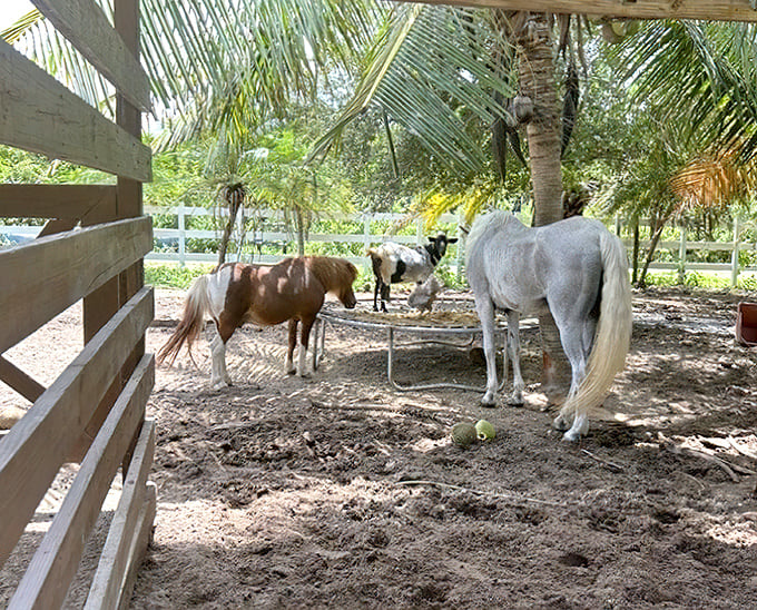 The farm's four-legged residents seem to have worked out the perfect arrangement: look adorable, receive treats and affection.