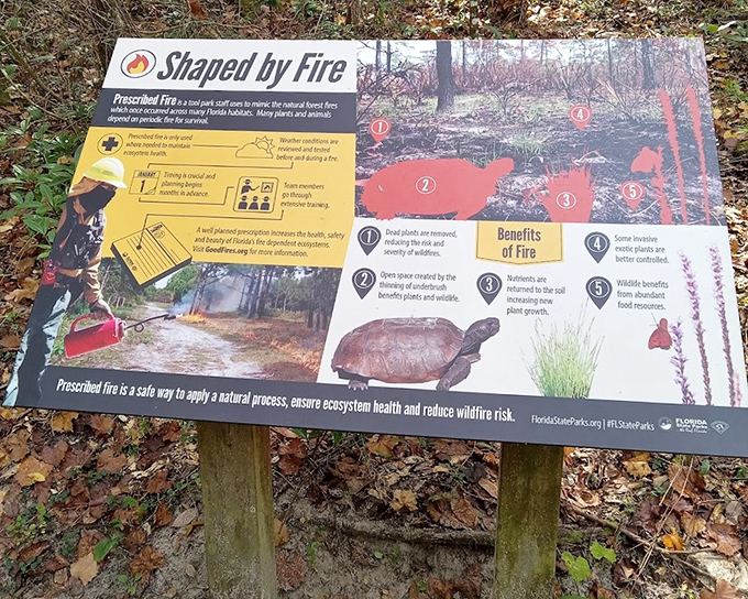 Prescribed burns might seem counterintuitive, but they're nature's reset button&mdash;preventing wildfires while promoting new growth.