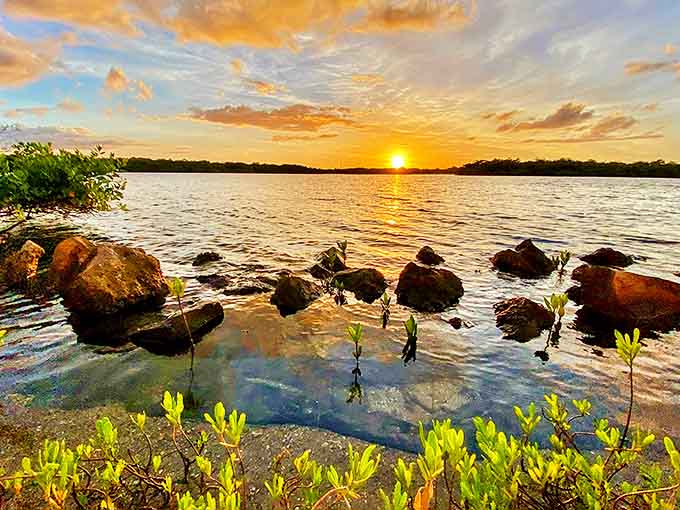 Hiking heaven: A lone explorer and faithful companion venture down a sun-dappled trail, where palmetto fronds create nature's perfect obstacle course.