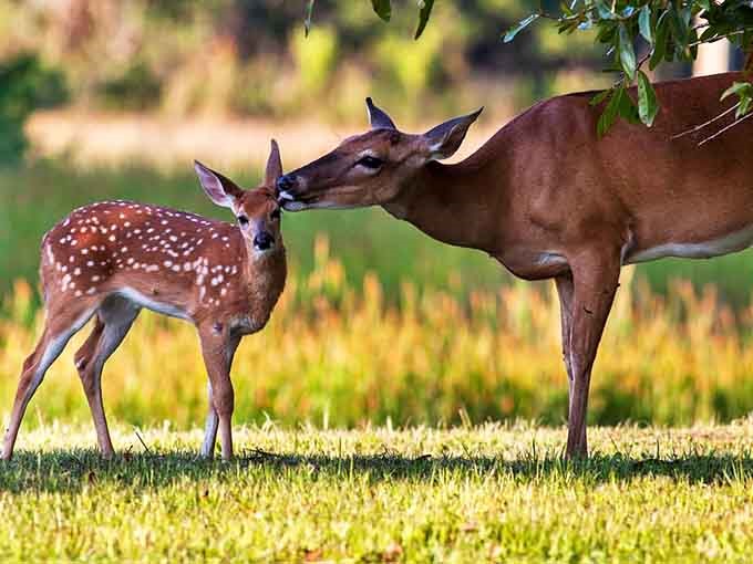 A tender moment between deer in the wild – nature's version of "I love you" doesn't need words, just a gentle nuzzle in golden afternoon light.