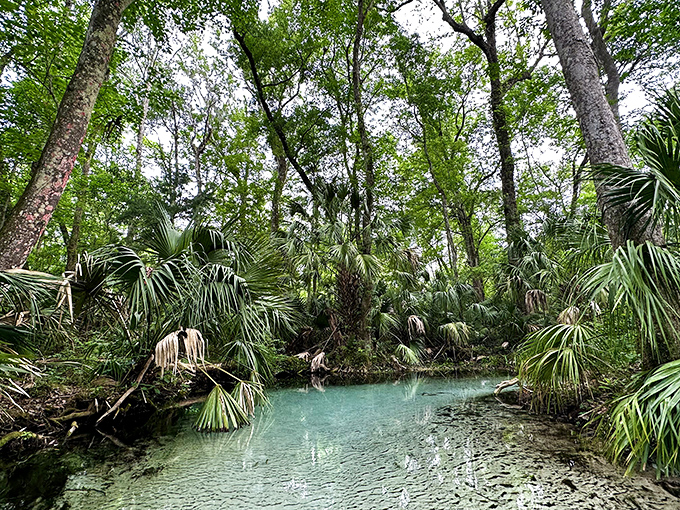 Jungle Paradise: A pathway through dense tropical foliage leads to hidden waterways, promising adventure without the need for a machete or Indiana Jones hat.