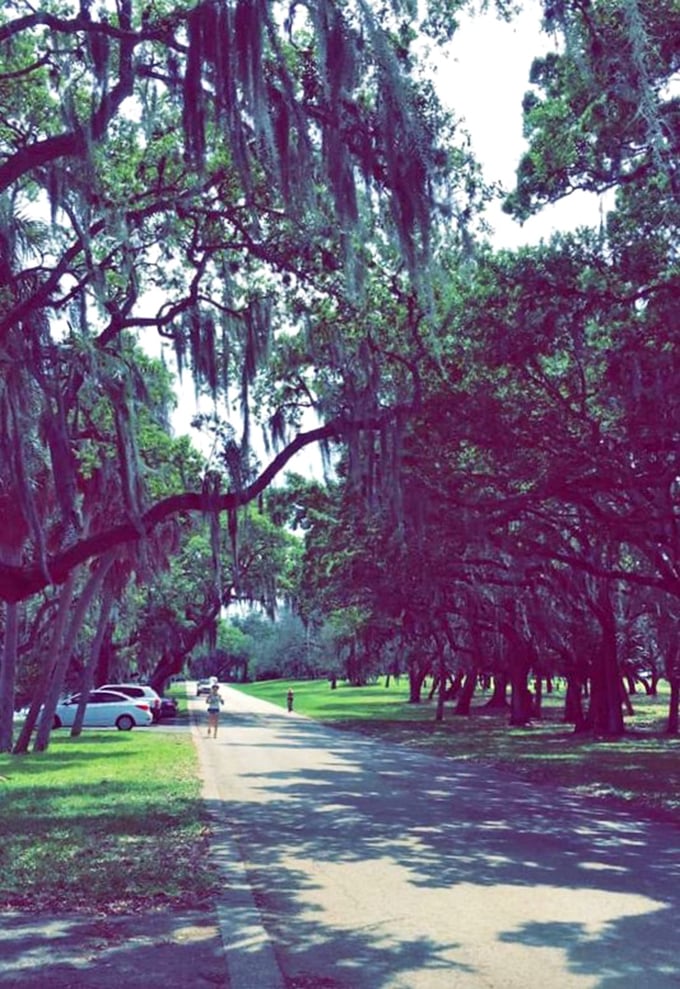 Curves ahead: Philippe Park Drive winds through its green guardian tunnel like nature's own roller coaster ride.