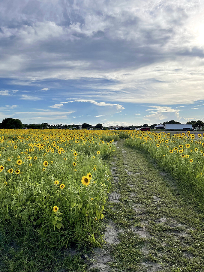 The maze's winding path beckons visitors deeper into a golden labyrinth, where getting lost is half the fun.