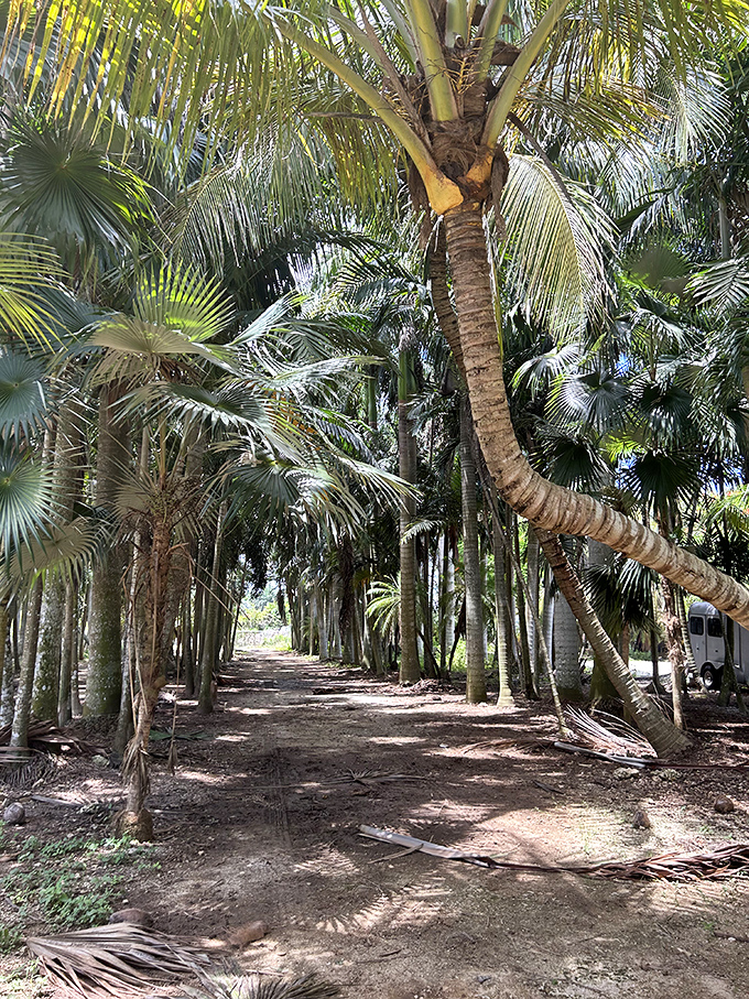 A cathedral of palm trees creates natural shade and a sense of adventure as you journey deeper into this hidden tropical oasis.