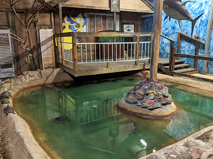 Turtle Beach, Florida style &ndash; these shelled sunbathers have prime real estate on their own private island.