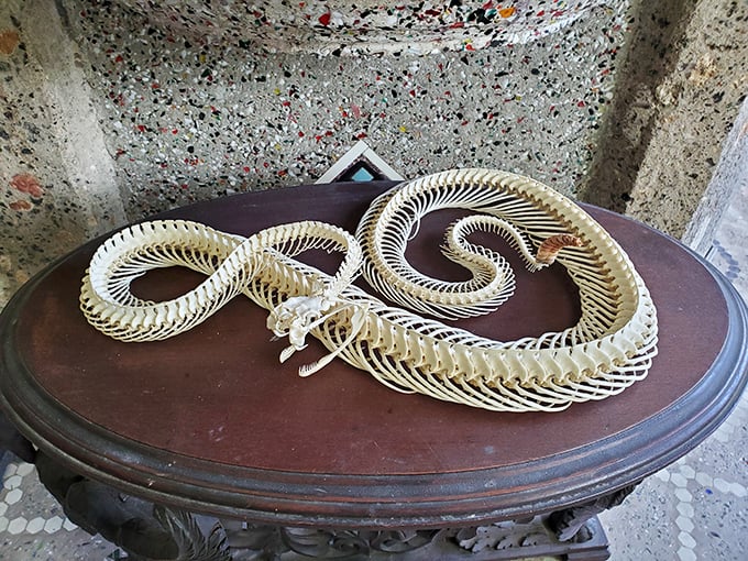 That snake skeleton display captures the Wonder House's spirit perfectly – beautiful, unexpected, and just a touch macabre.