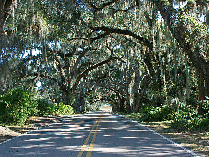 A living green tunnel where temperature drops several degrees, offering sweet relief from Florida's heat while delivering pure visual poetry.