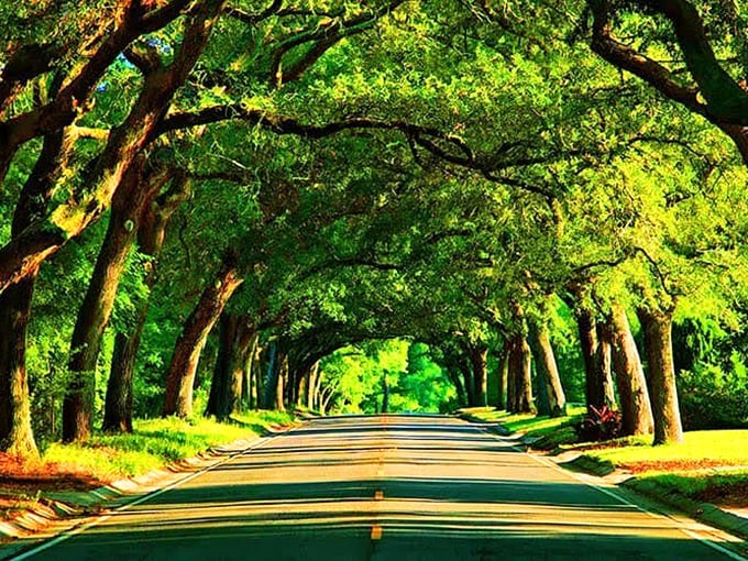 Country roads, take me home&mdash;or at least through this gorgeous green tunnel where stress melts away with each passing mile.
