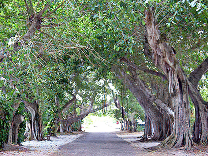 The straightest road leading to the most wonderfully crooked trees &ndash; nature's version of a grand processional.