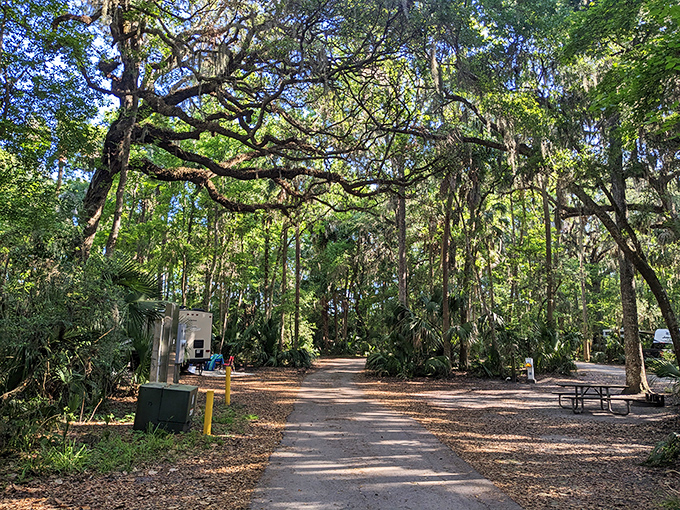 Oak sentinels draped in Spanish moss create natural tunnels through the park, like driving through a Southern fairy tale.
