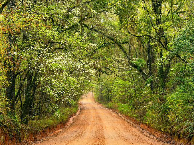 Sunlight breaks through the leafy ceiling of Sunny Hill canopy road, creating spotlight moments that change with every passing cloud.