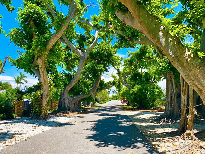 Golden hour turns the canopy into a luminous tunnel, making every amateur photographer look like Ansel Adams for a moment.
