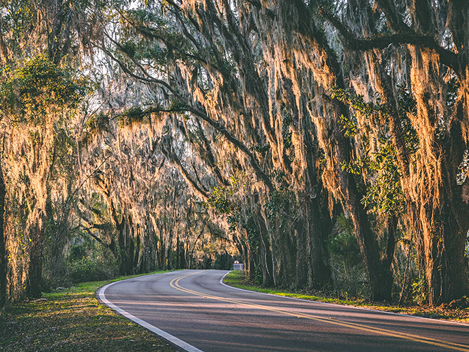 The setting sun ignites the Spanish moss into golden threads, transforming ordinary trees into extraordinary sculptures of light and shadow.