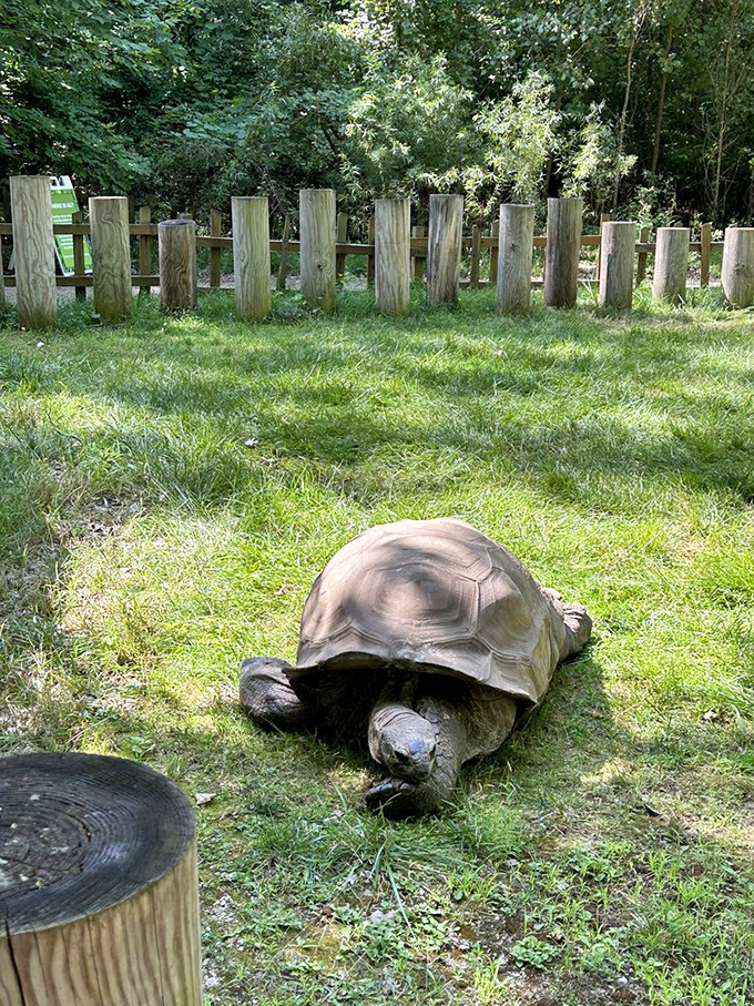 Moving with the deliberate pace of someone who's outlived dinosaurs, this tortoise demonstrates that slow and steady wins the race against extinction.