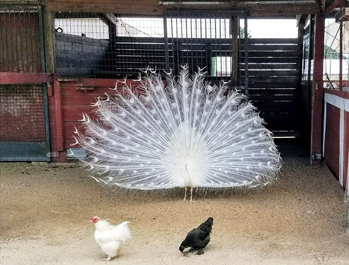Nature's most spectacular show-off &ndash; a white peacock unfurls its ghostly plumage while chickens continue their important pecking business.