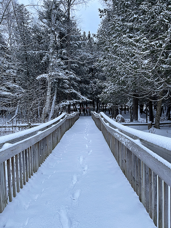 Even in winter's icy grip, the spring refuses to freeze, creating a magical contrast between snowy banks and flowing waters.