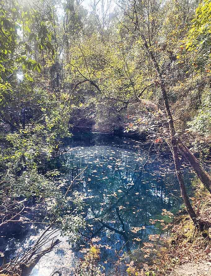Autumn leaves dust the surface of this hidden sinkhole, nature's version of decorating with throw pillows for the fall season.