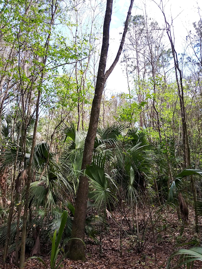 Palm fronds and bare trees create a textural paradise, showcasing Florida's unique blend of tropical and temperate flora.