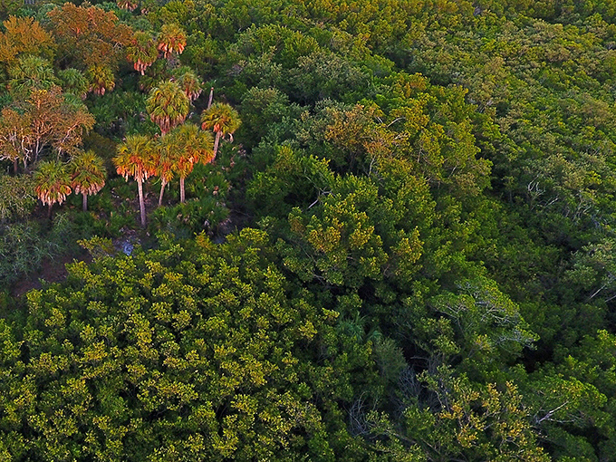 From above, the boardwalk appears as a thin line drawn through an endless green canvas &ndash; human ingenuity meeting natural splendor.