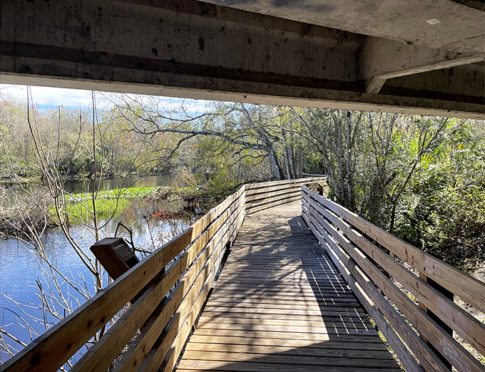 The boardwalk: where you can experience wetlands without that awkward "my-shoes-are-ruined" moment that usually follows.
