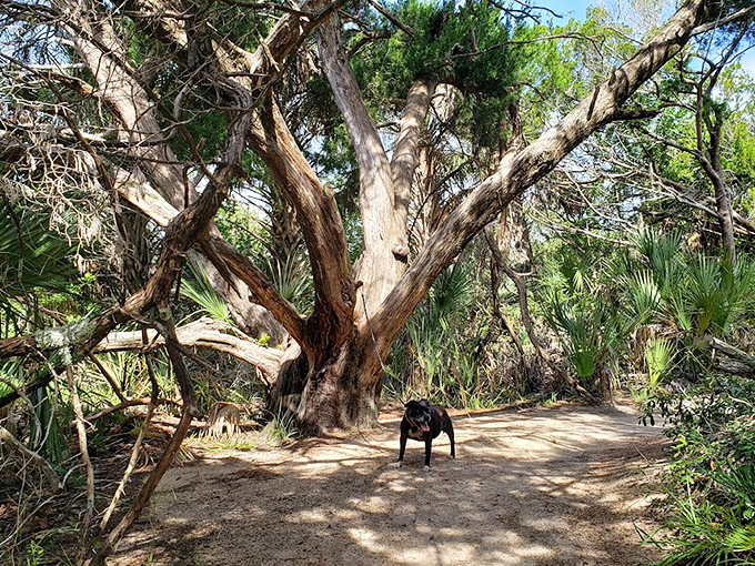 An ancient tree spreads its weathered limbs like a wise elder telling stories, while a four-legged visitor pauses to listen.