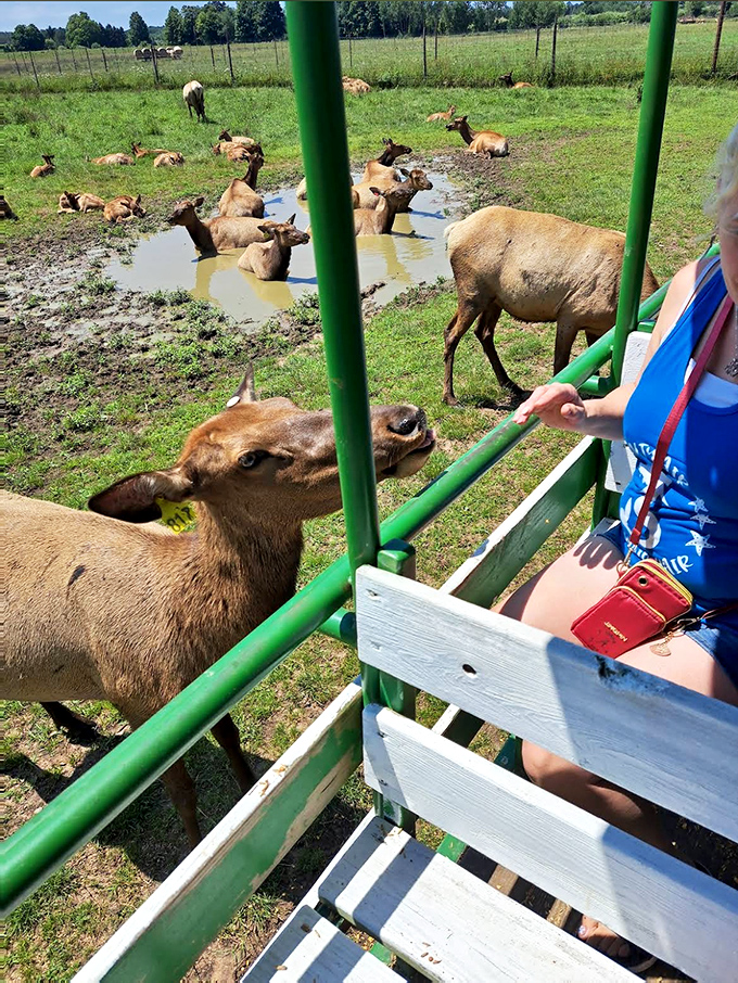Elk cooling off in a muddy wallow – nature's spa day doesn't require fancy robes or cucumber slices, just good old-fashioned mud.