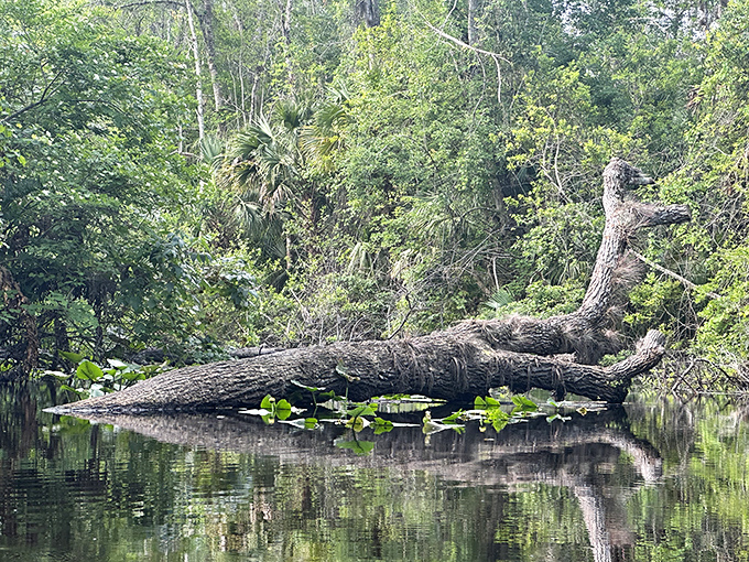 Nature's artwork on display&mdash;this fallen cypress creates a perfect reflection that doubles the beauty. Mother Nature showing off her symmetry skills.