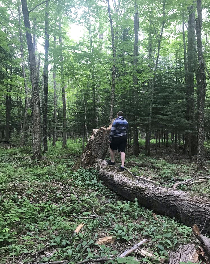 Deep in the Porkies' embrace, explorers find themselves dwarfed by ancient trees that have been perfecting their posture since before Instagram existed.