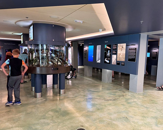 The museum's thoughtfully designed interior creates a flow that guides visitors through the evolutionary story of shells, with dramatic lighting worthy of Broadway.