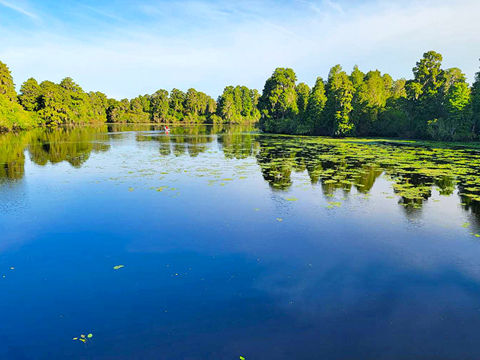 Mirror-like waters perfectly reflect the surrounding greenery, creating a double image of Florida's natural splendor under brilliant blue skies.