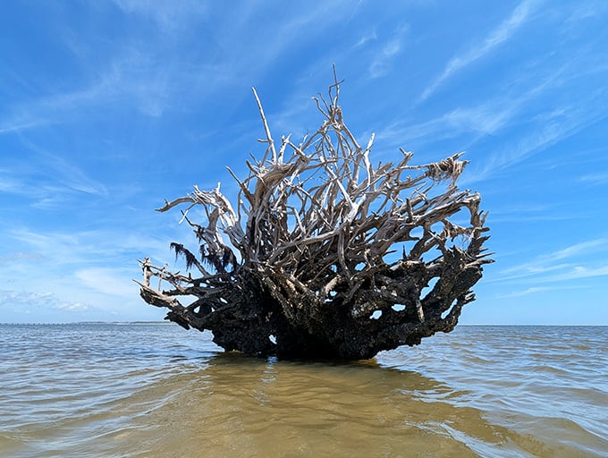 This massive driftwood piece resembles a prehistoric creature emerging from the surf &ndash; Jurassic Park meets beach day!