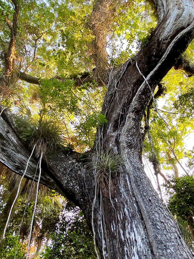Looking up at this majestic tree is like gazing at nature's cathedral ceiling &ndash; complete with air plant decorations and filtered sunlight.