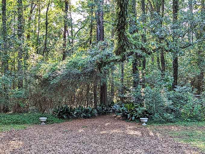 Nature's cathedral: Sunlight filters through the dense canopy, creating an atmosphere of reverence in this secluded forest clearing.