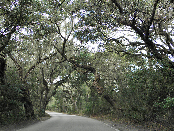Fort Clinch's entrance drive welcomes visitors with a grand green corridor that whispers tales of centuries past.