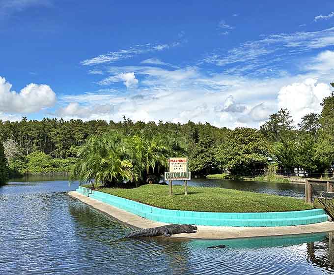 Take a walk on the wild side at Gatorland, where you can see incredible alligators basking in the Florida sunshine.