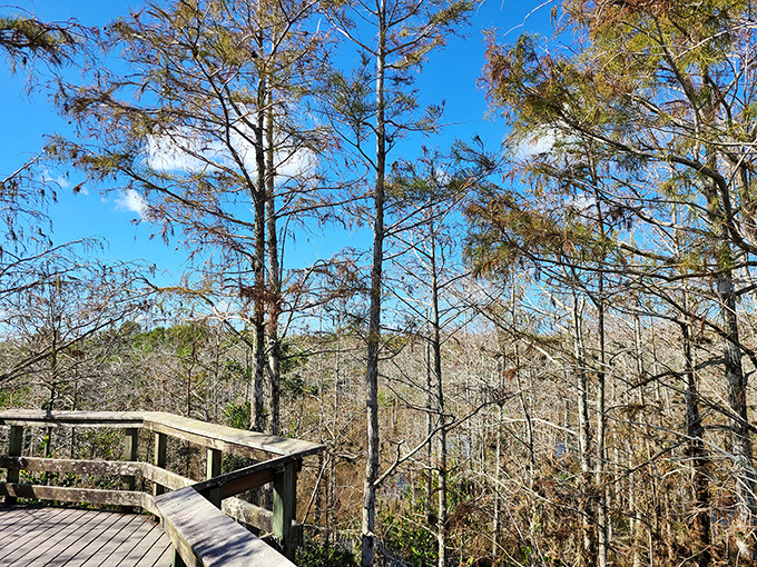 The observation deck offers panoramic views that make you wonder if you've somehow wandered onto the set of a nature documentary.