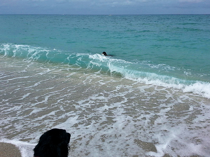 That magical moment when dogs discover waves aren't just for looking at &ndash; they're nature's ultimate fetch toy.