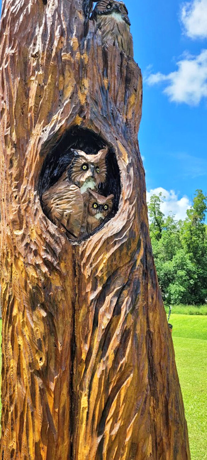 Two wise owls nestle in their wooden hollow, their wide eyes seeming to follow visitors with an all-knowing gaze.