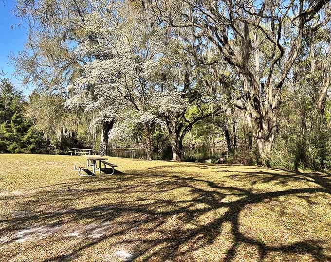 This sun-dappled picnic area invites families to linger longer, where sandwiches somehow taste better under a canopy of Spanish moss.