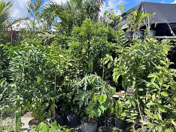 A jungle of potted possibilities! These leafy treasures wait to transform patios and living rooms across Southwest Florida.