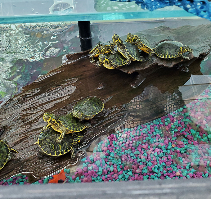 Pond Slider Turtles: Tiny reptilian residents lounge on their driftwood perch, blissfully unaware they're part of the most unusual shopping experience.