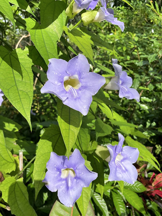 Delicate purple blossoms reach toward the sun, their color so vibrant it almost looks photoshopped by Mother Nature herself.