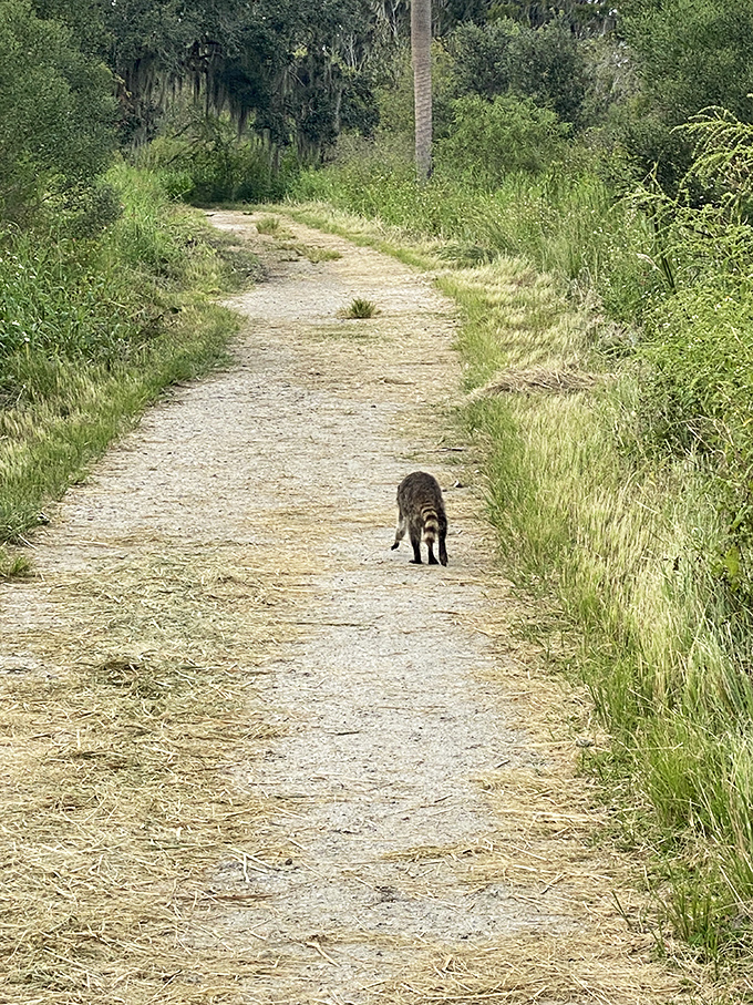 "Just passing through!" A raccoon demonstrates the proper trail etiquette while searching for its next meal.