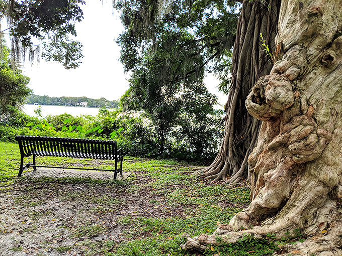 A solitary bench invites contemplation beside gnarled tree roots that have witnessed decades of visitors seeking solace.