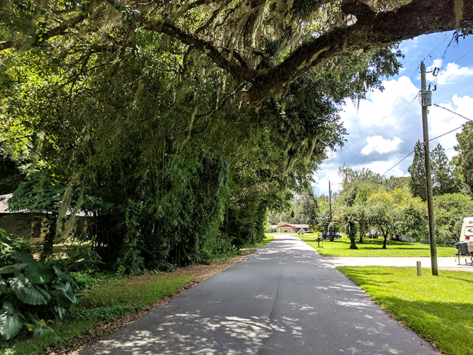 Every bend reveals new perspectives, with trees choreographing an ever-changing dance of light and shadow throughout the day.