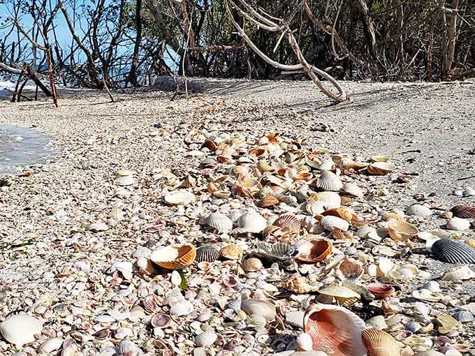Nature's treasure chest spilled open &ndash; Shell Key's beaches offer a collector's paradise where every tide brings new oceanic gifts.