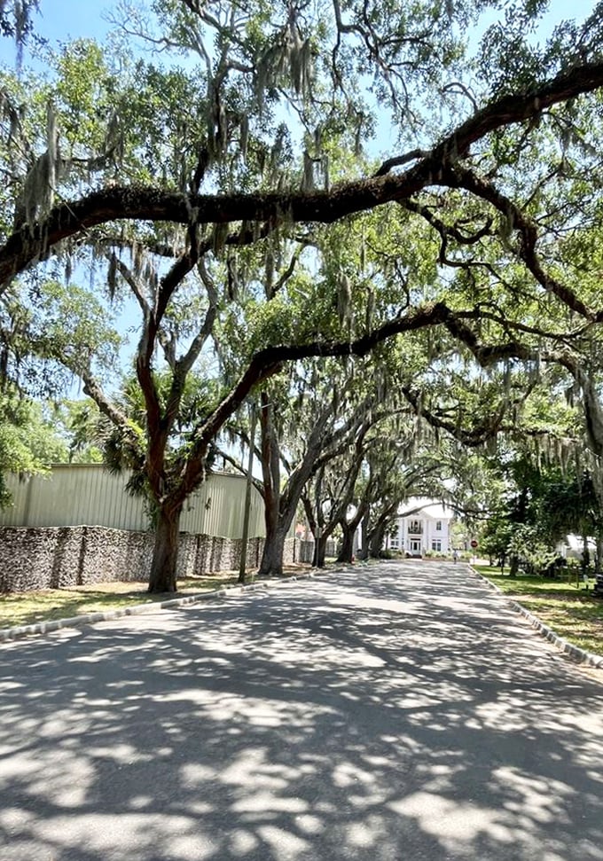 This shaded avenue provides blessed relief from Florida's infamous heat, proving that Mother Nature was the original architect of comfort long before air conditioning.