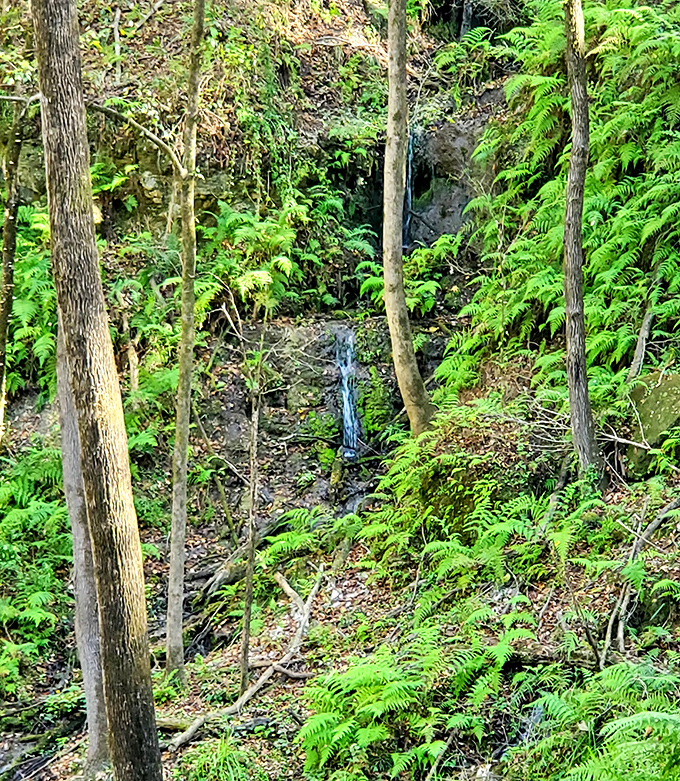 Nature's own fountain: A delicate waterfall cascades down fern-covered limestone walls, providing both soothing sounds and essential moisture for the microclimate below.