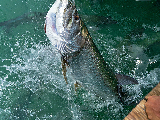 The main attraction in all its silver glory&mdash;these prehistoric-looking fish can grow to over 8 feet long and weigh more than 200 pounds.