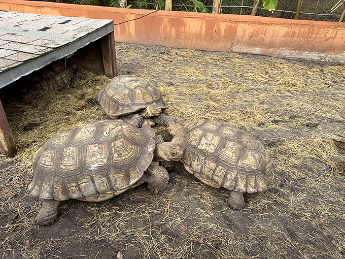 These tortoises appear to be having the world's slowest committee meeting, possibly discussing the merits of various lettuce varieties or shell polishing techniques.